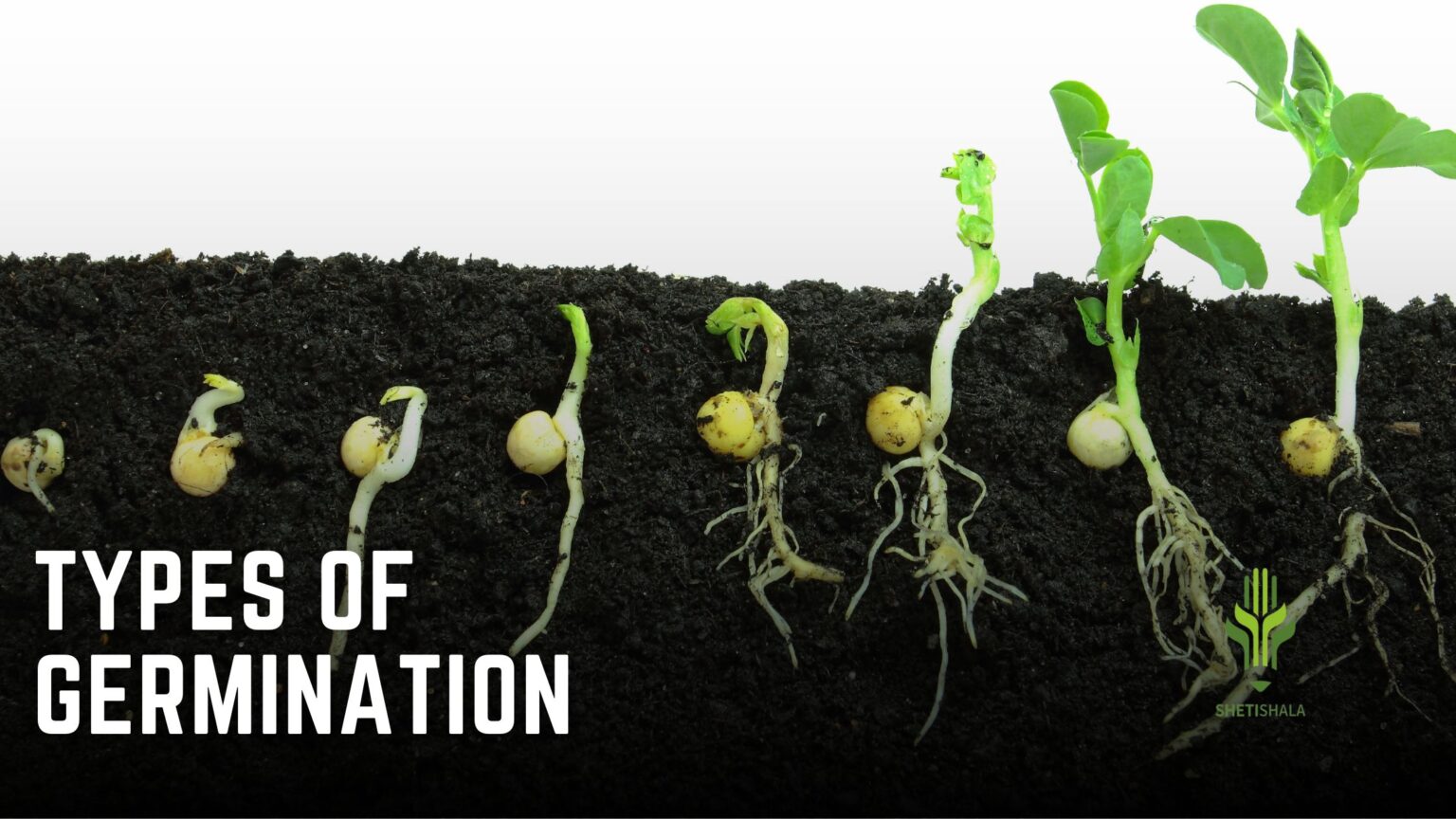 Seed | Germination, Dormancy, Classes Of Quality Seeds, Multiplication ...