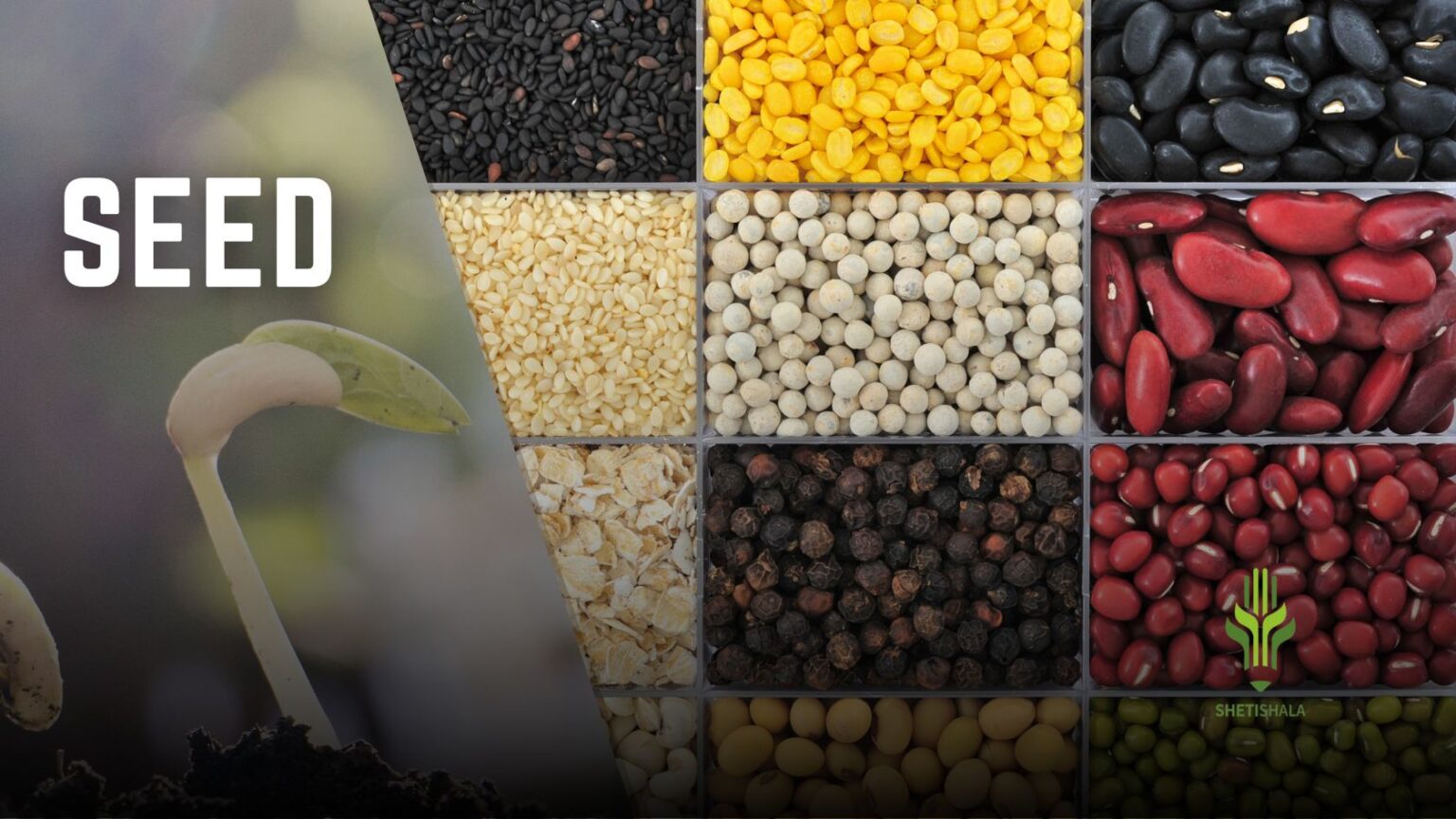 Seed | Germination, Dormancy, Classes Of Quality Seeds, Multiplication ...